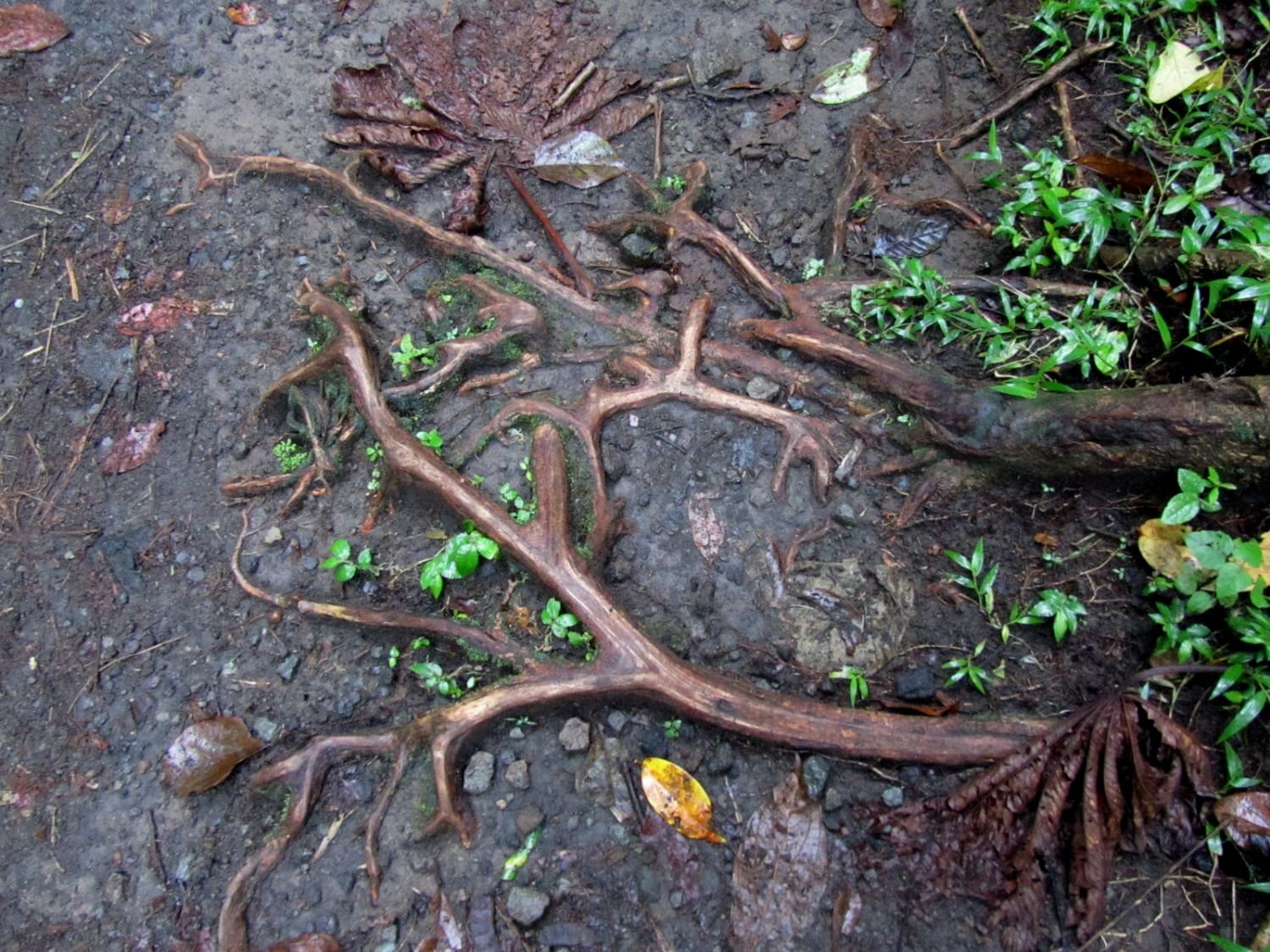 Clogged Sewer Drains With Tree Roots In Sewer Pipe